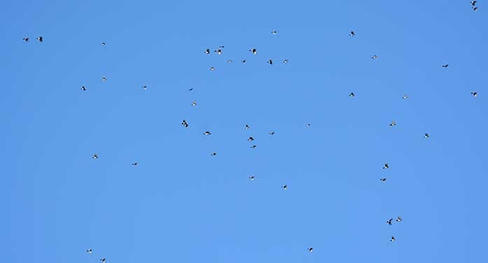 How to catch the fall blue jay migration spectacle - Kindersley Clarion